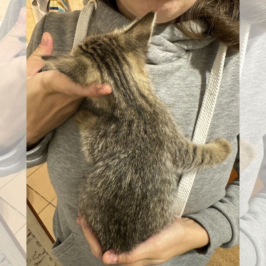 Котята от крысыловки