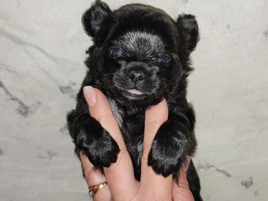 Чихуахуа мини девочка