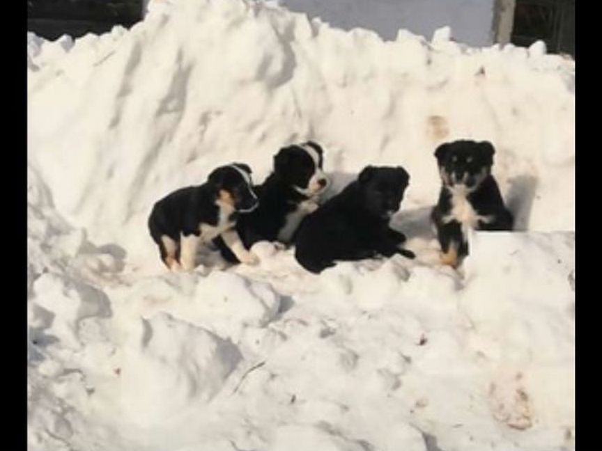 Щенки брошенные в добрые руки