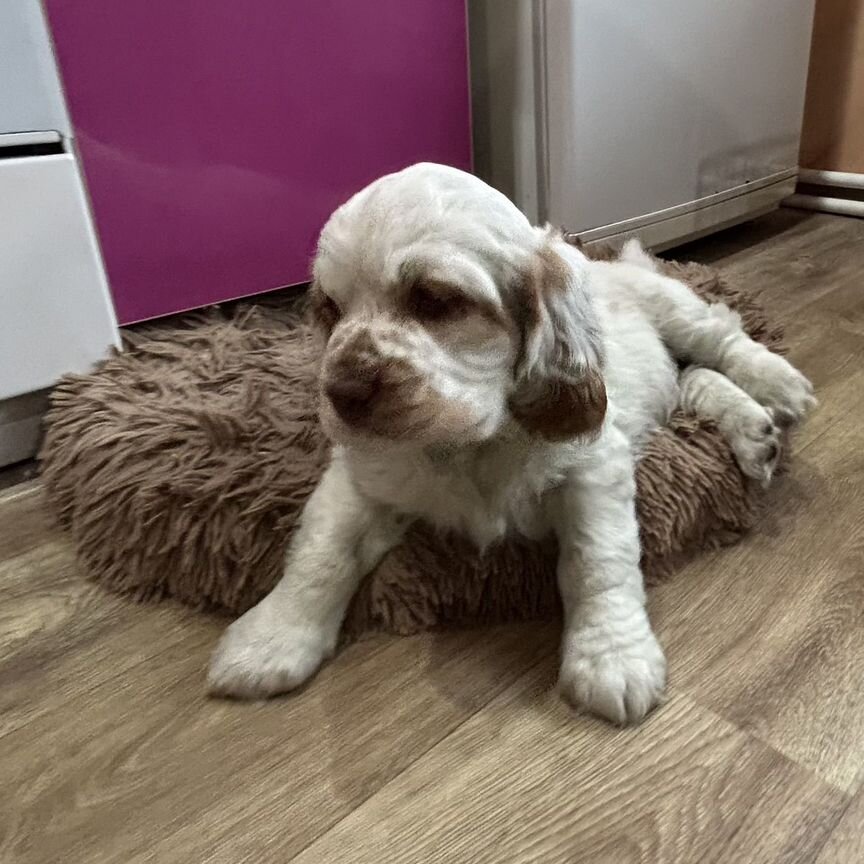 Щенки редкой породы