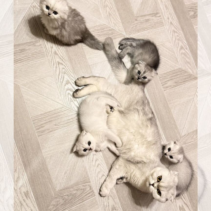 Шотландский вислоухий короткошёрстный котёнок