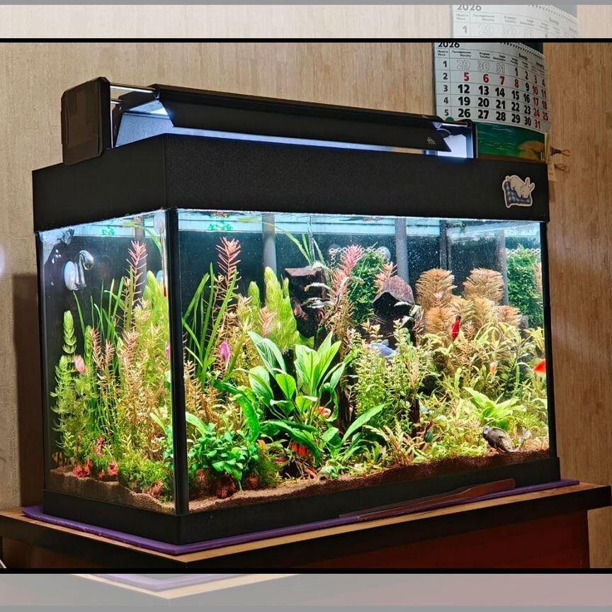 Аквариум и грунт