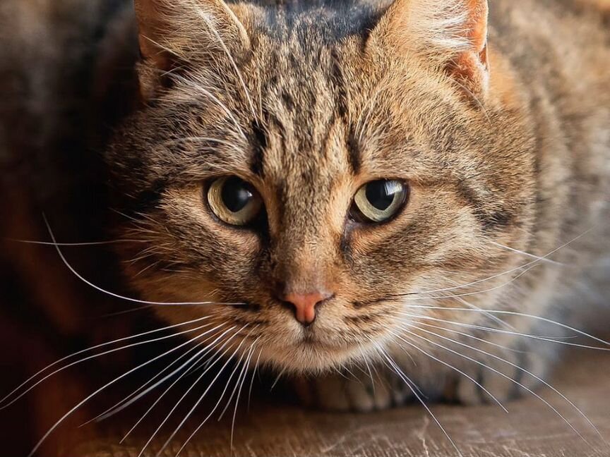 Котик Василий в добрые руки