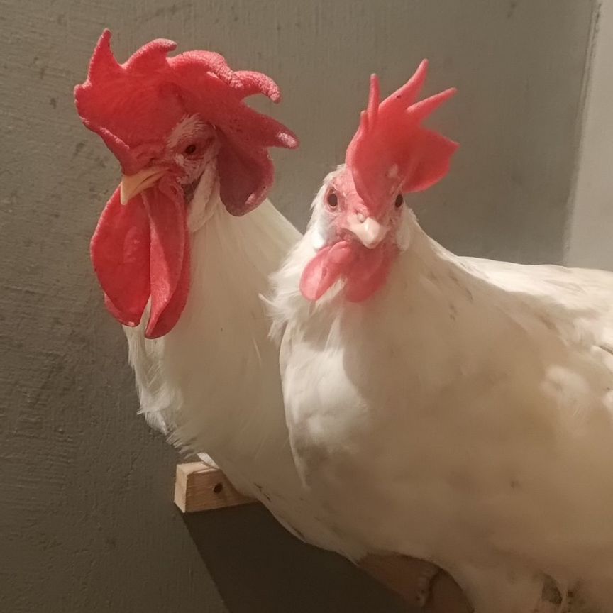 Отдам 3 несушки декалб