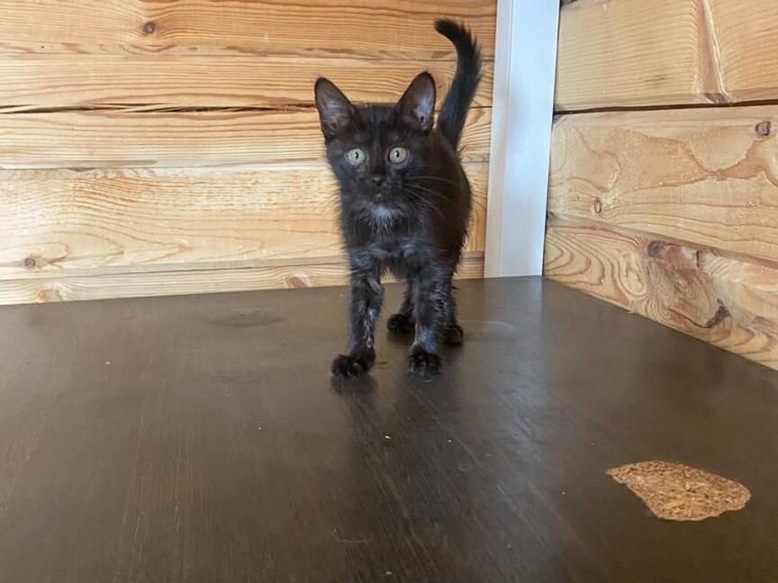 Котёнок Чара