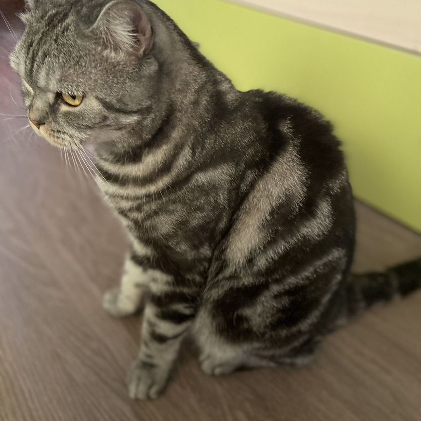 Отдам кота в добрые руки