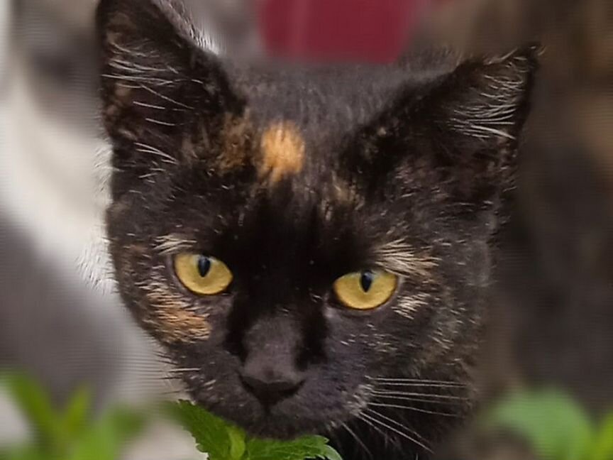 Молодая кошечка подросток в поисках дома