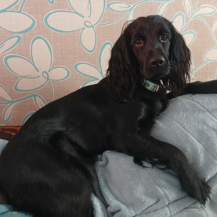 Отдам русскую спаниель