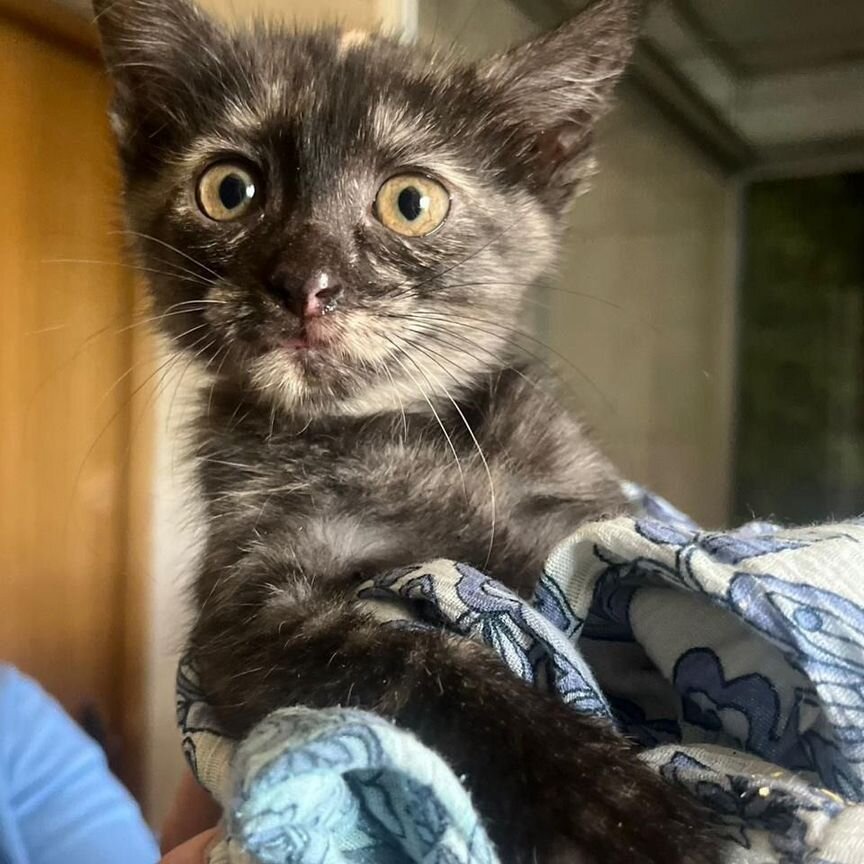 Котята из приюта