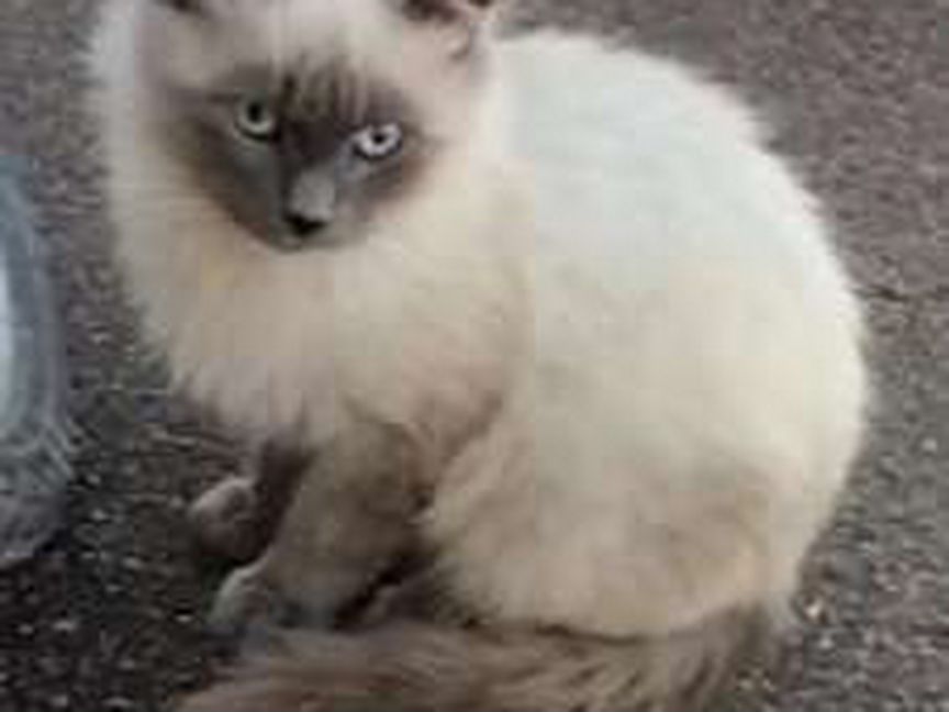 Котенок по имени Гав