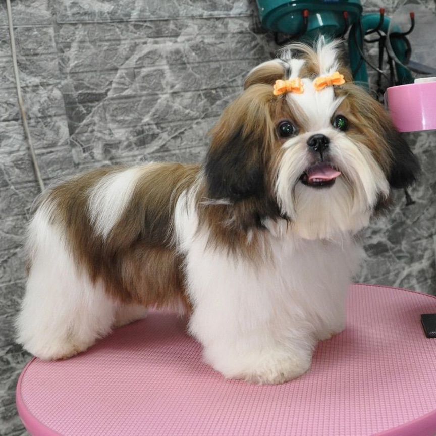 Ши-тцу, щенок