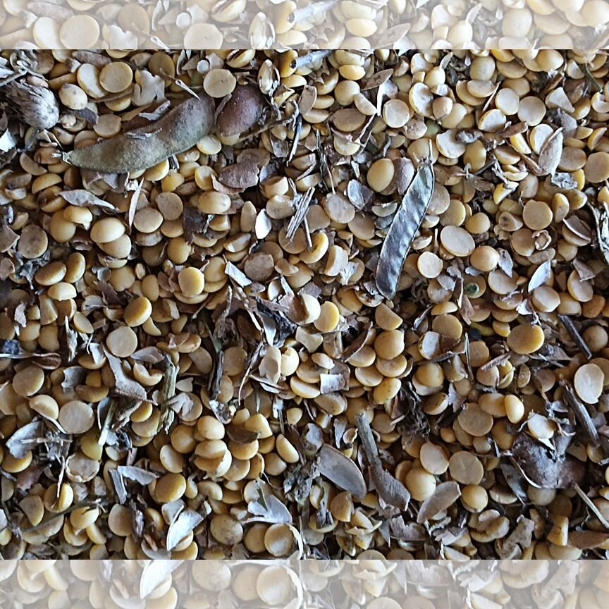 Горох кормовой