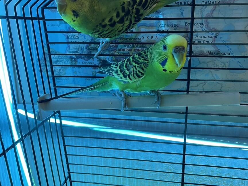Волгистый попугай