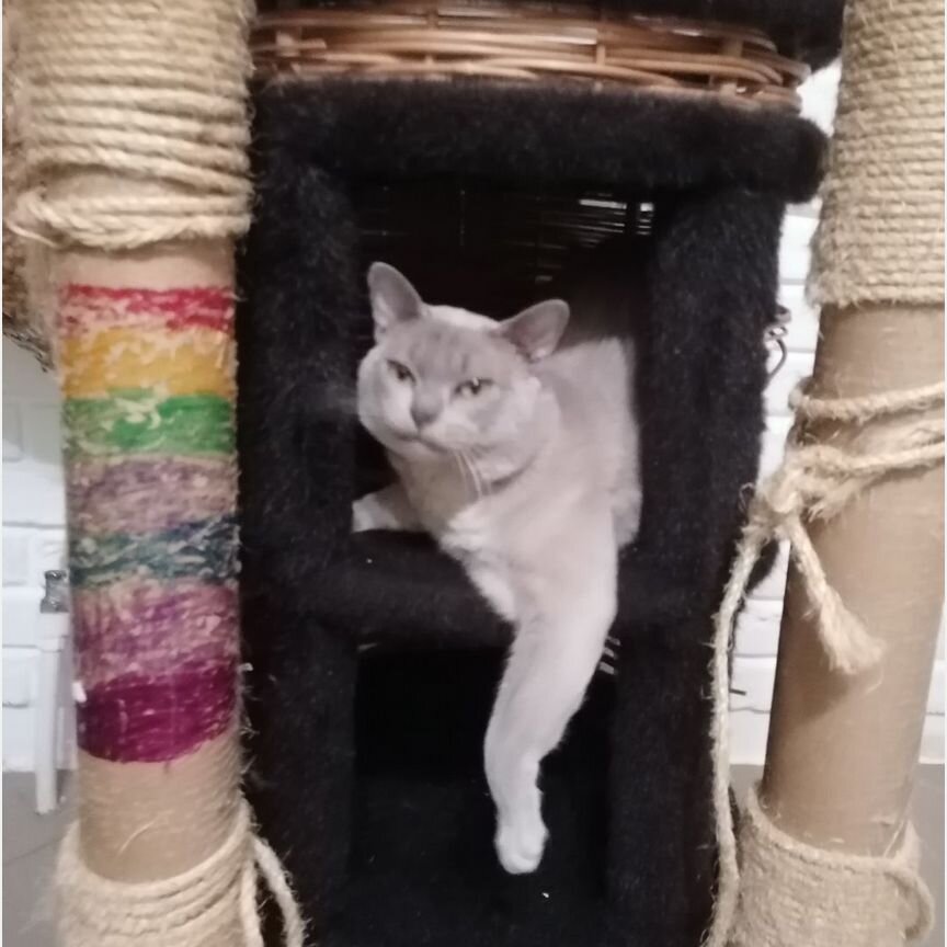 Вязка бурманский кот