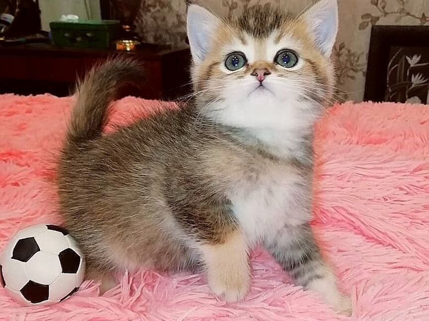 Шотландские котодетки скоттиш страйт