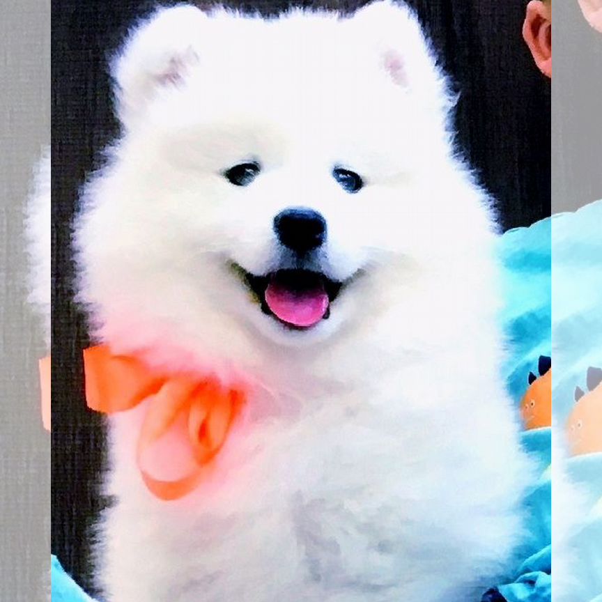 Замечательные щеночки самоедской лайки