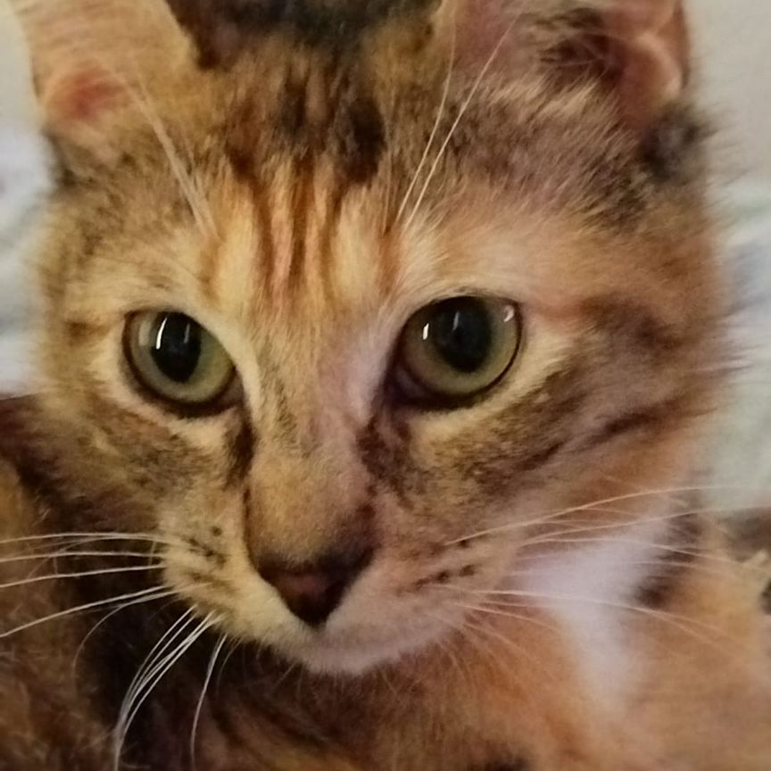 Триша-круглоушка. Полная нежности юная кошечка в д