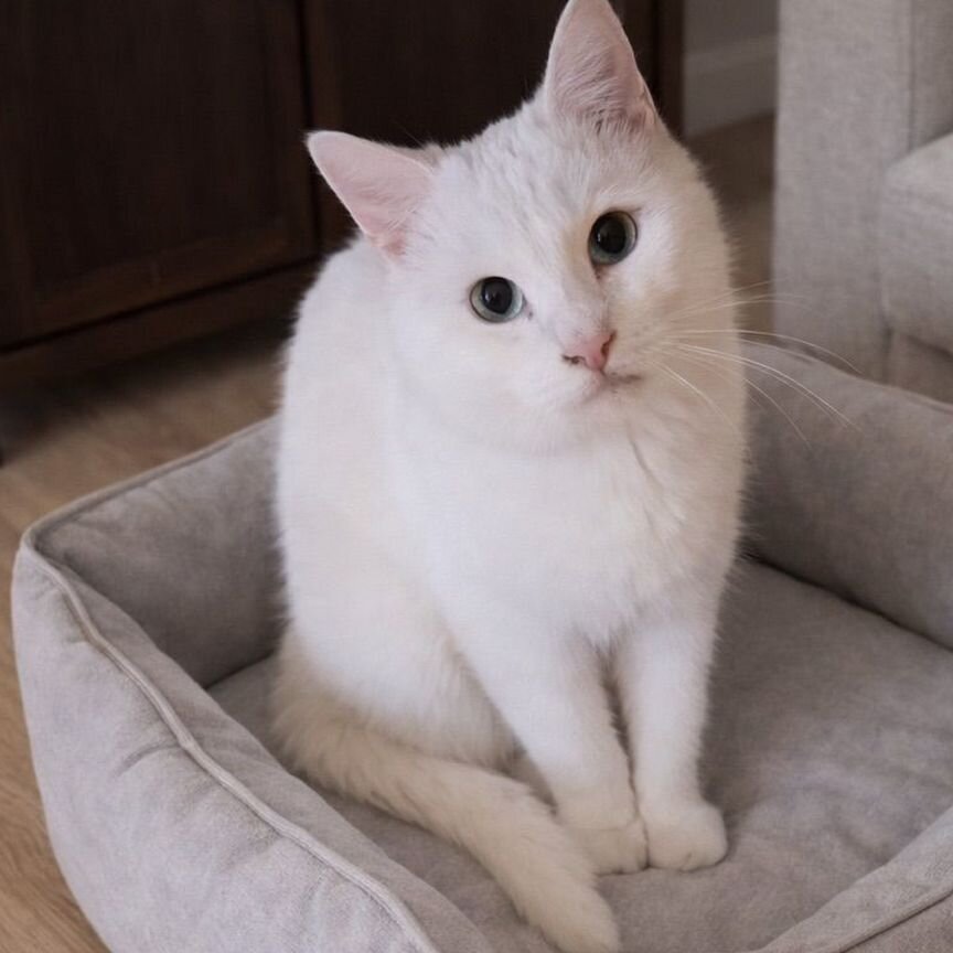 Взрослая кошка в добрые руки