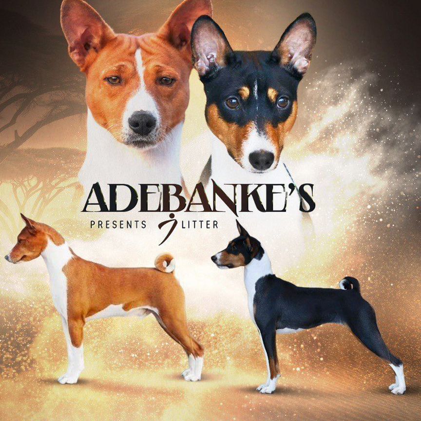 Басенджи, щенок