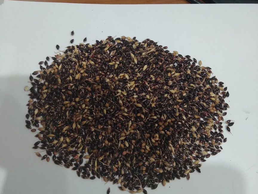 Семена суданки