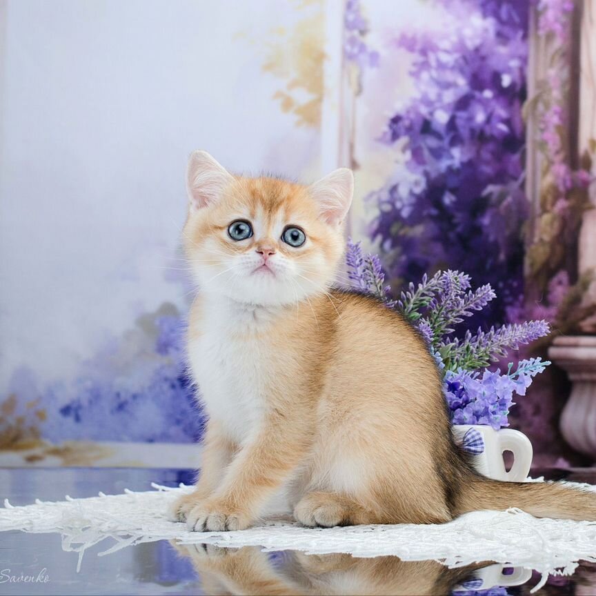 Шотландский прямоухий короткошёрстный котёнок