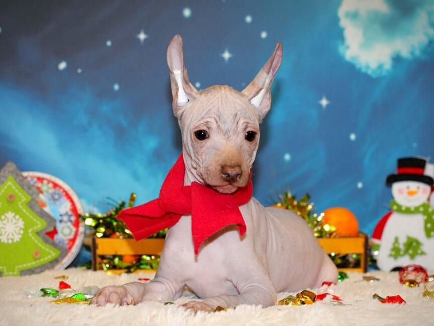 Ксолоитцкуинтли, шоколадный мальчик-зайчик