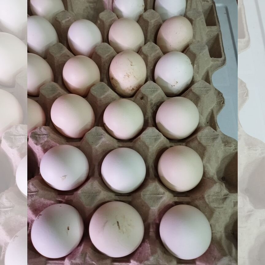 Инкубационные яйца Павловское серебро и золото