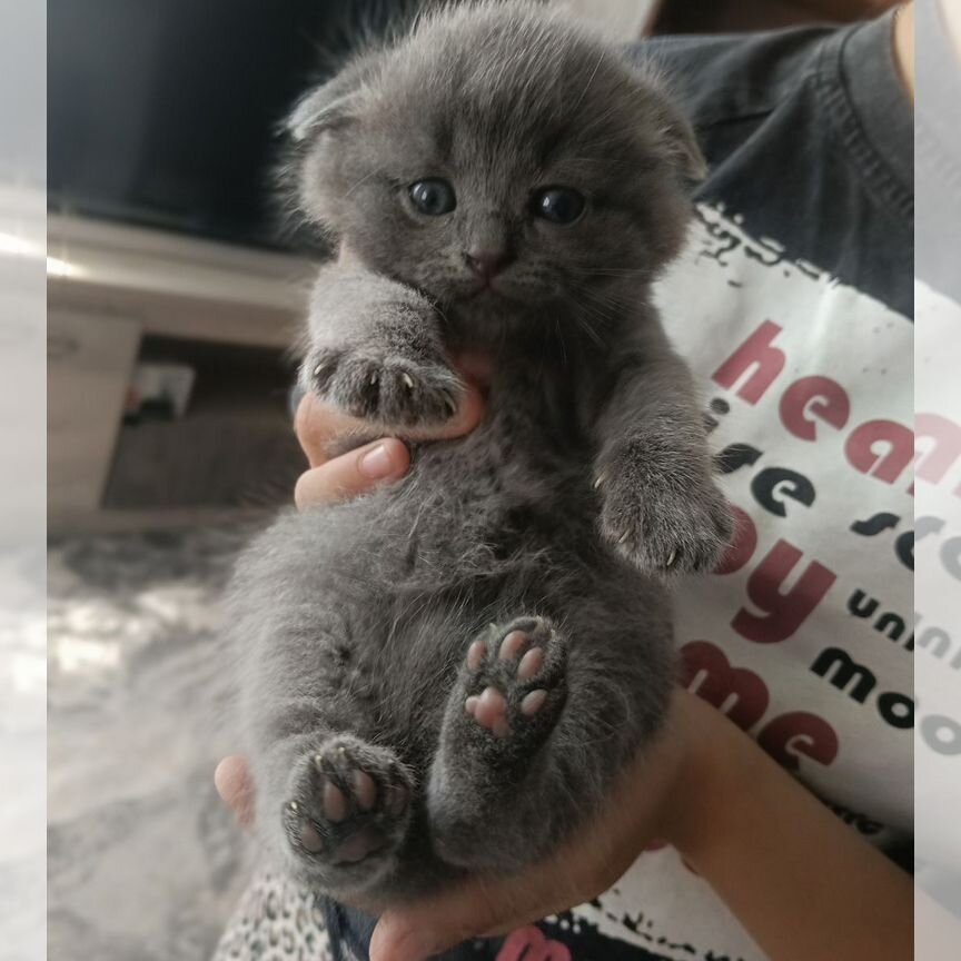Шотландский вислоухий короткошёрстный котёнок
