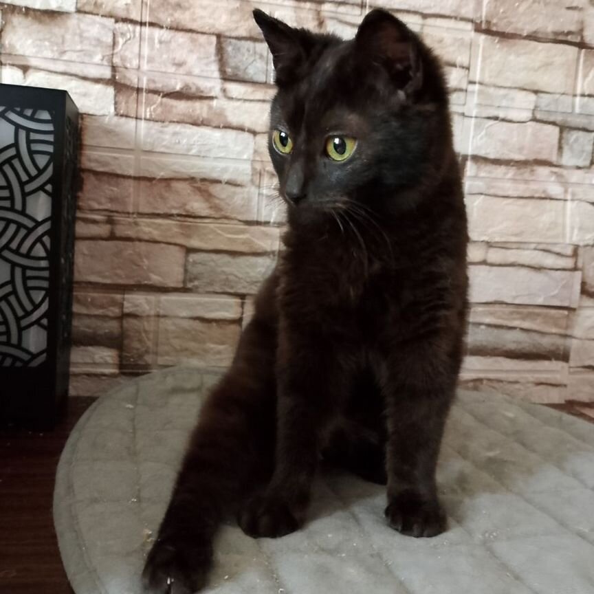 Бомбейский котёнок