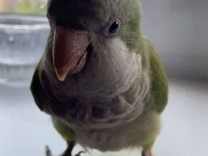 Попугай калита монах