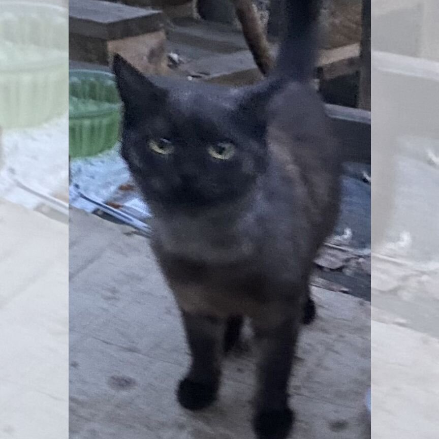 Пристраивается кошечка