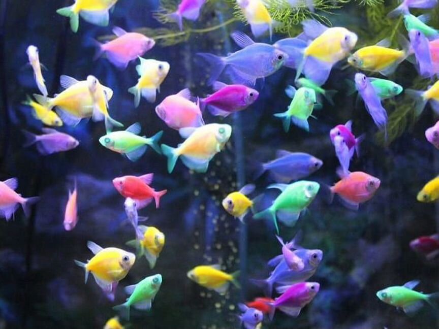 Аквариумные рыбки Тернеции