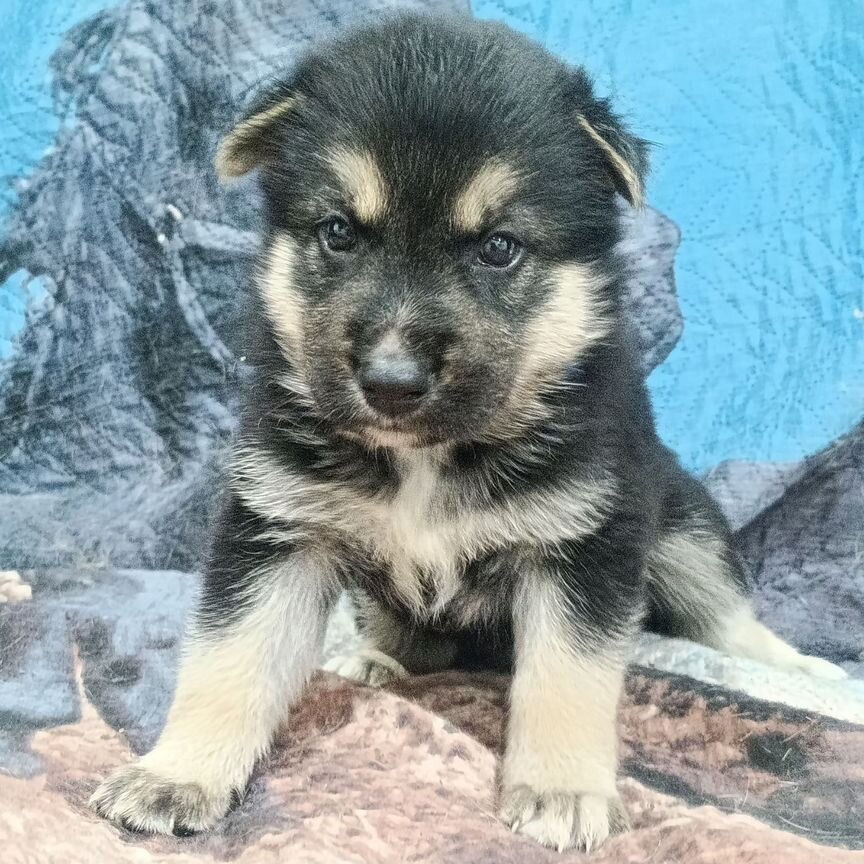 Немецкая овчарка, щенок