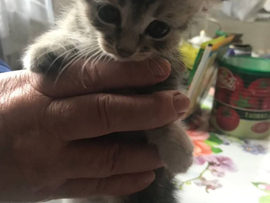 Вислоухие котята в добрые руки