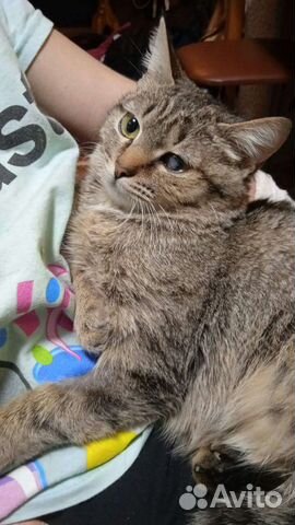Кошечка стерилизована 7 мес