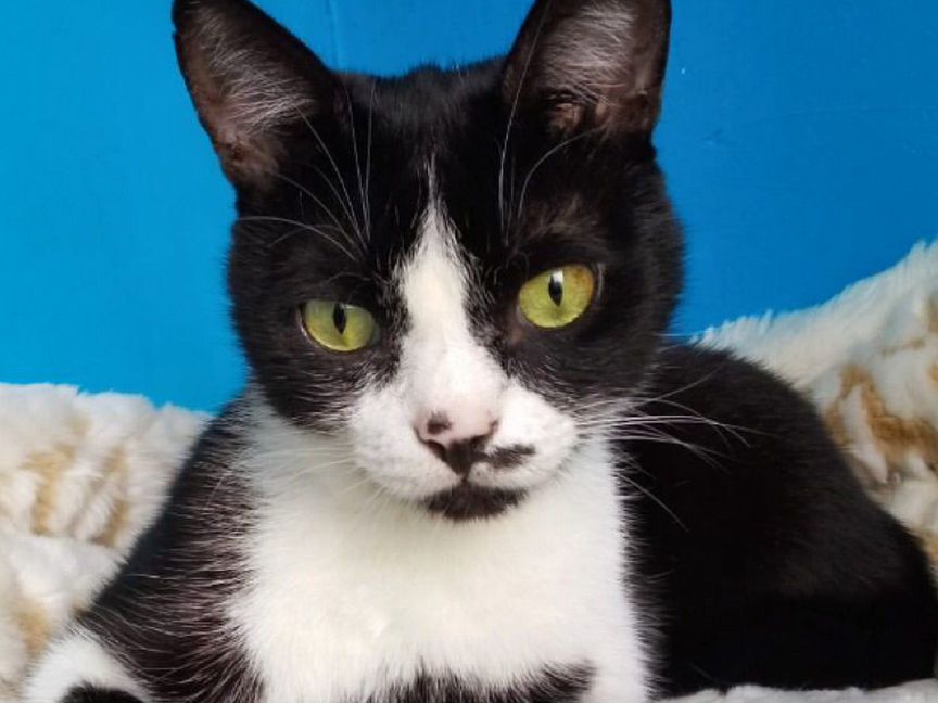 В дар чудесный Шурик