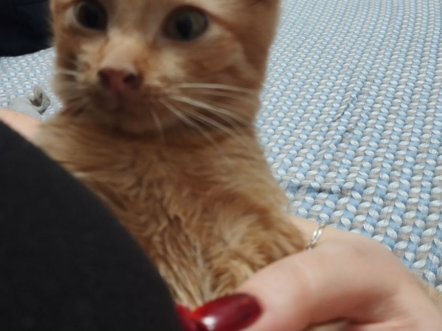 Кошка
