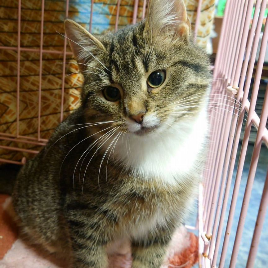Котёнок, 6 месяцев/ в добрые руки