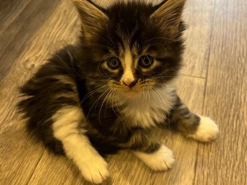 Котята мейн-кун