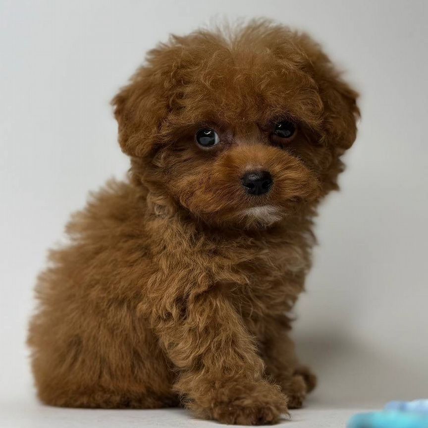 Той-пудель, щенок