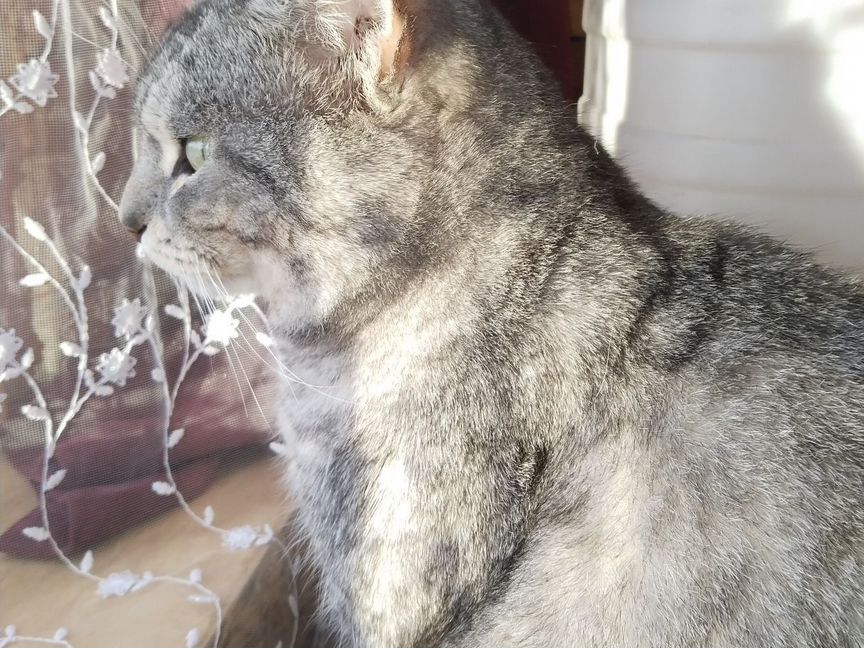 Кот мышелов