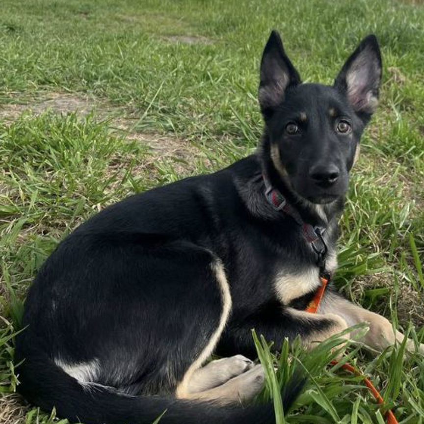 Немецкая овчарка, щенок