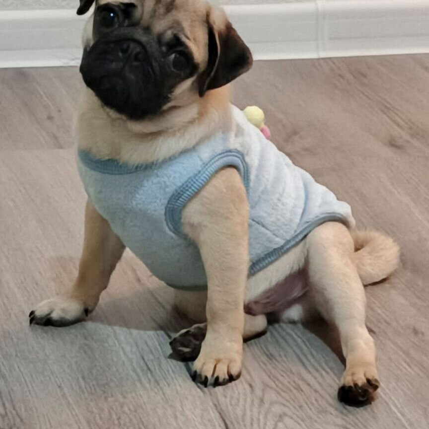 Мопс, щенок