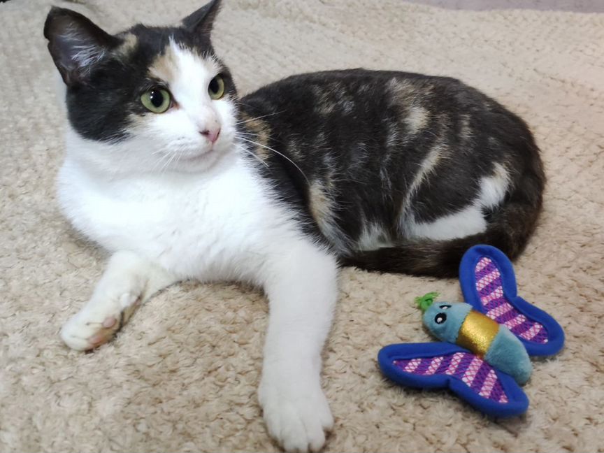 Молодая трехцветная кошка в хорошие руки