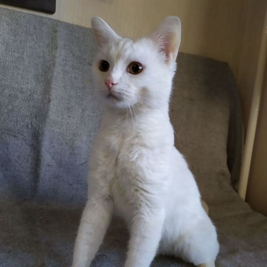 Кот Зефир в добрые руки