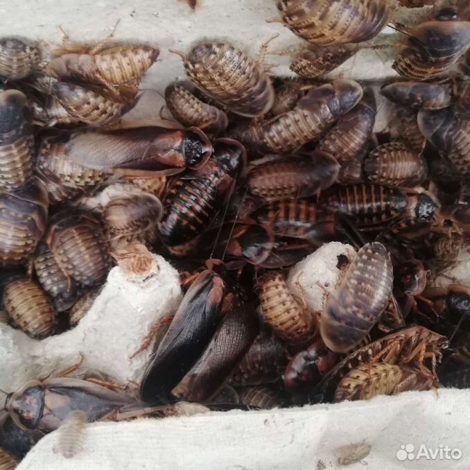 Таракан аргентинский blaptica dubia