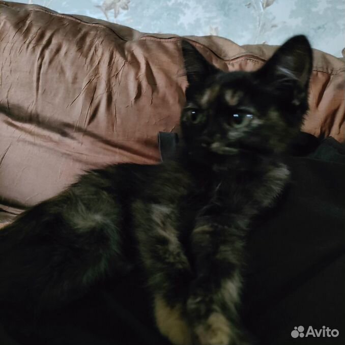 Отдадим бесплатно котят добрым людям