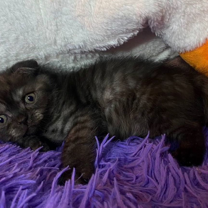 Шотландские вислоухие котята