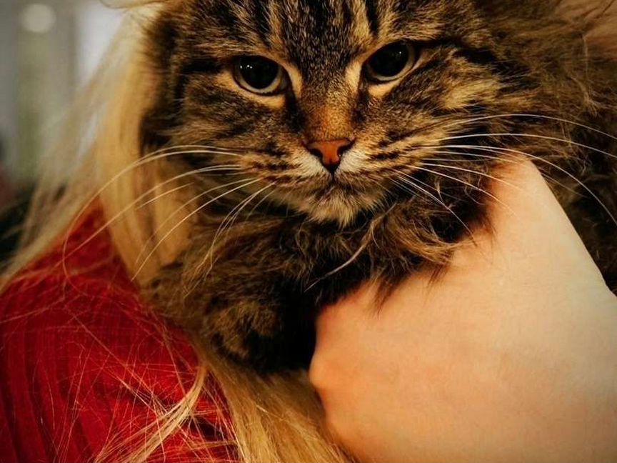 Кошка в дар