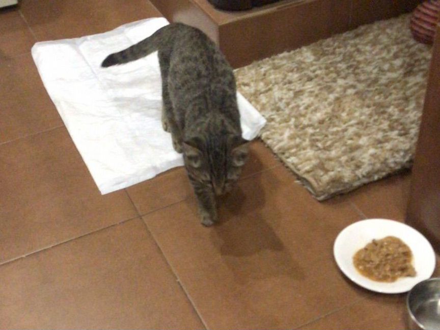 Котенок